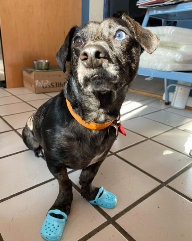 OMG, it's called FASHUN, look it up: CROCS for Dogs - OMG.BLOG