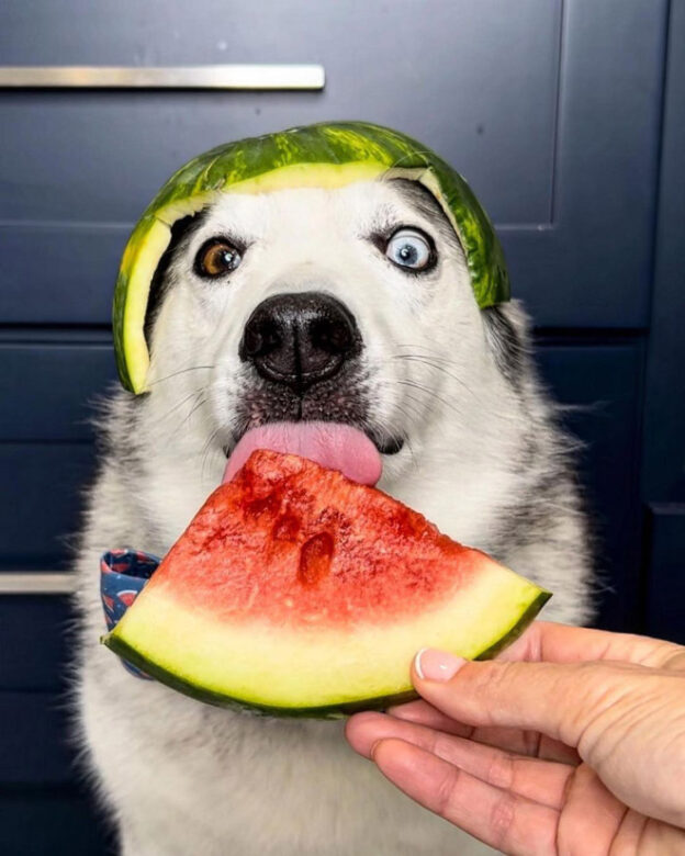 OMG, these doges show us how to rock a watermelon helmet - OMG.BLOG