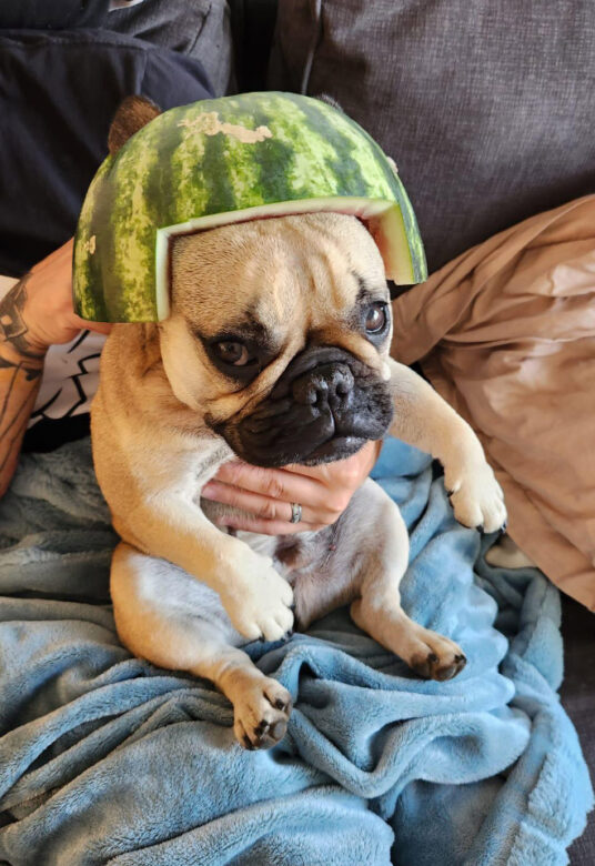 OMG, these doges show us how to rock a watermelon helmet - OMG.BLOG