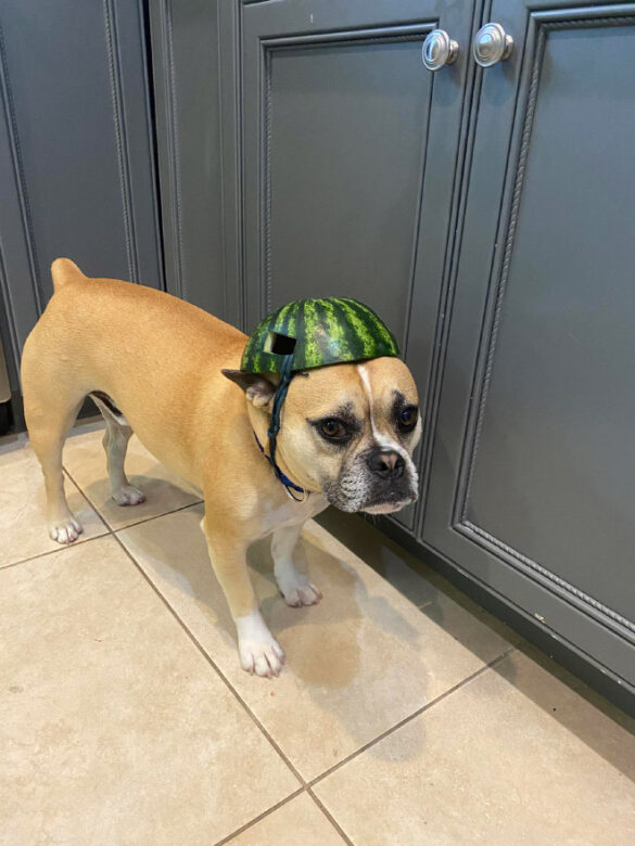 OMG, these doges show us how to rock a watermelon helmet - OMG.BLOG