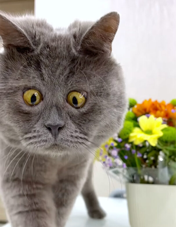 OMG, this kitty looks like he was drawn from a cartoon! - OMG.BLOG