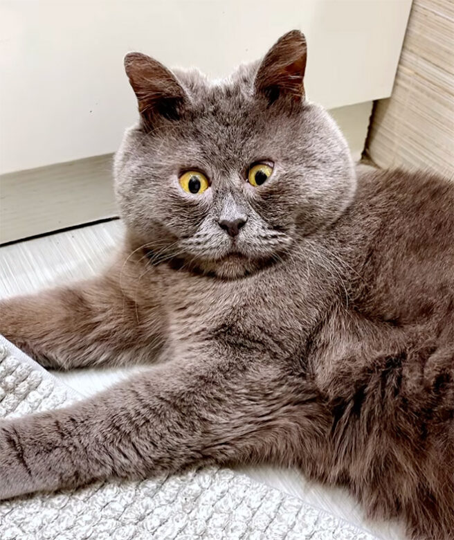 OMG, this kitty looks like he was drawn from a cartoon! - OMG.BLOG